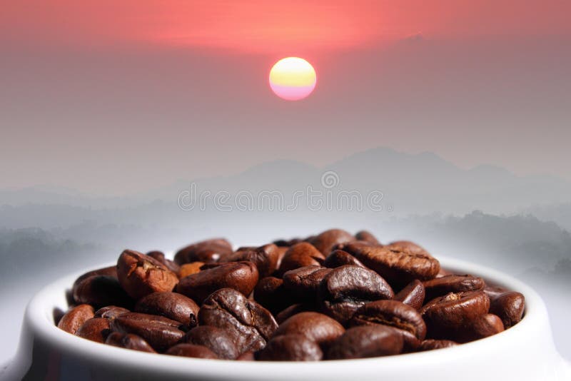 Coffee Beans Mountain and Sun Stock Photo - Image of brown, bush: 32032240