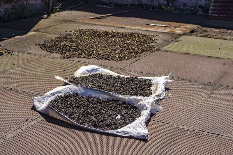 Coffee Beans Natural Drying Process Under Direct Sunlight, Commonly ...