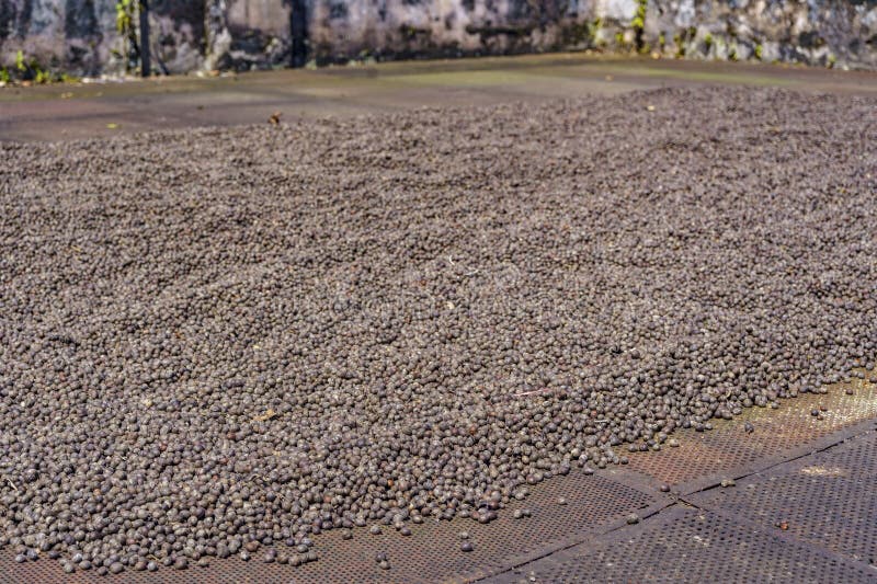 Coffee Beans Natural Drying Process Under Direct Sunlight, Commonly ...