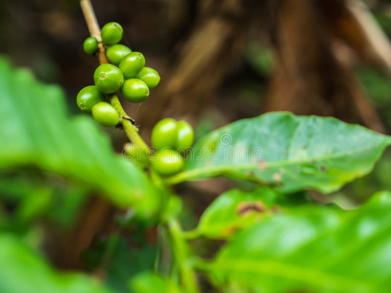 Coffee beans plant stock photo. Image of organic, tree - 137274154