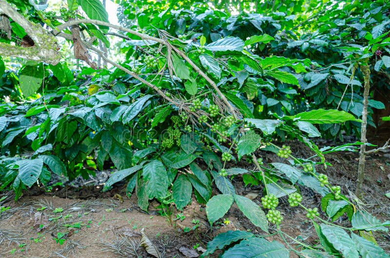 Coffee beans on a plant stock photo. Image of green - 345369208