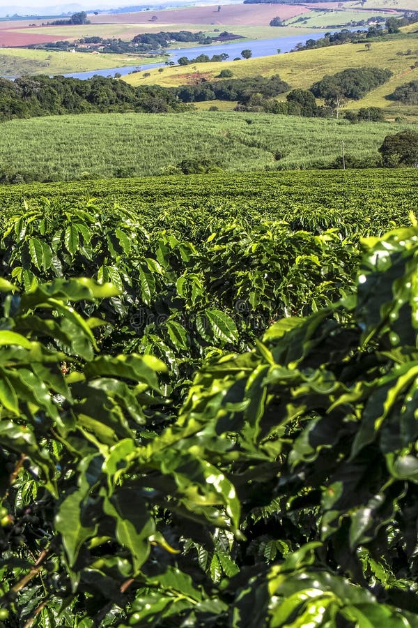 Coffee beans stock image. Image of coffee, lush, forest - 97119093