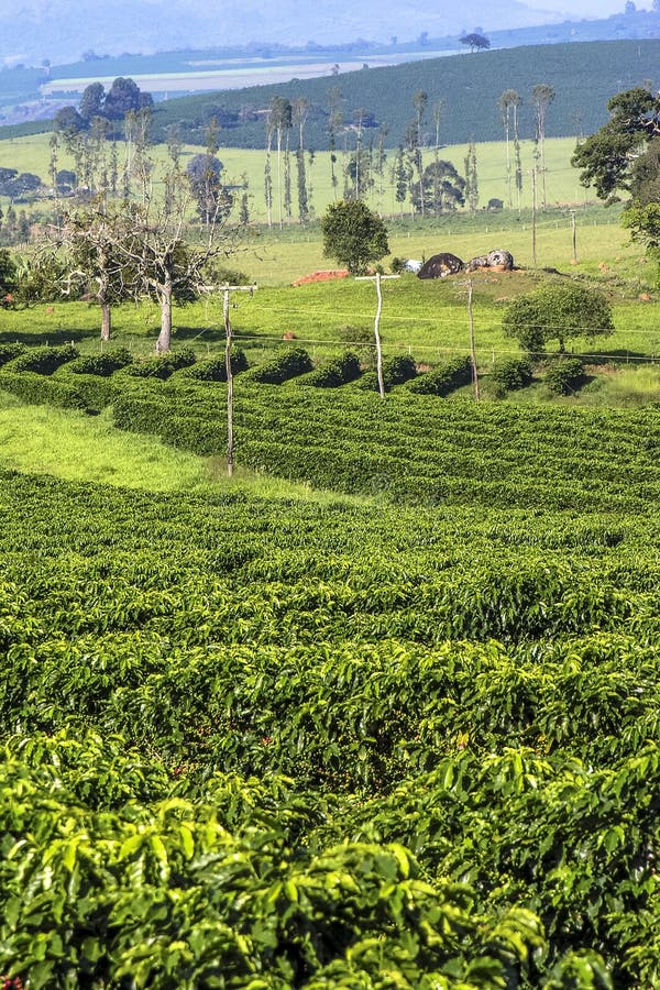 Coffee beans stock photo. Image of house, mountain, arabica - 97119122