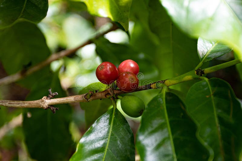 Coffee beans on plants stock image. Image of healthy - 242199141