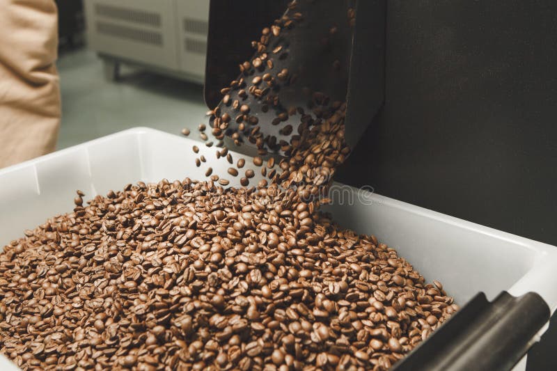 Coffee Beans Pouring into White Container during Production Stock Image ...