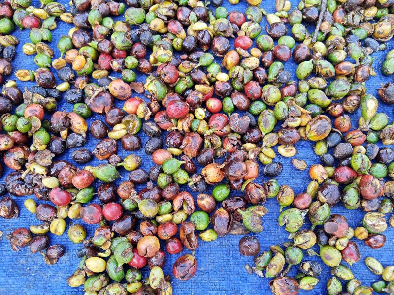 Coffee Beans, the Process of Drying Coffee Beans To Obtain Natural ...