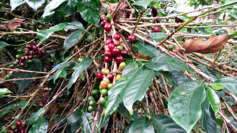 Coffee stock image. Image of coffee, fried, docker, dining - 85008467