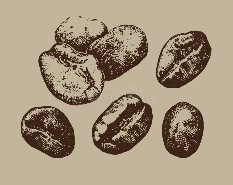 Coffee Beans. Realistic Hand Drawing Stock Illustration - Illustration ...