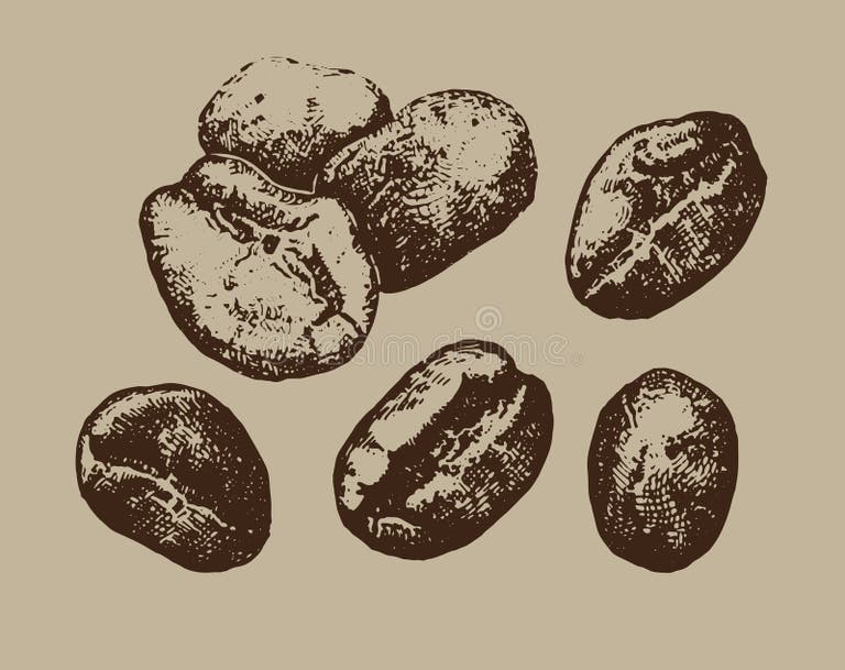 Coffee Beans. Realistic Hand Drawing Stock Illustration - Illustration ...