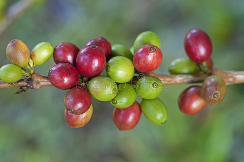 Ripe Coffee Beans on the Branch Stock Photo - Image of flora, bolivia ...