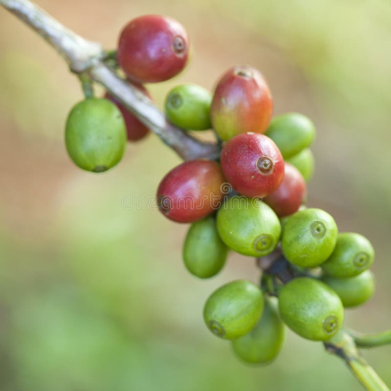 Coffee beans ripenin stock photo. Image of harvest, farm - 17422056