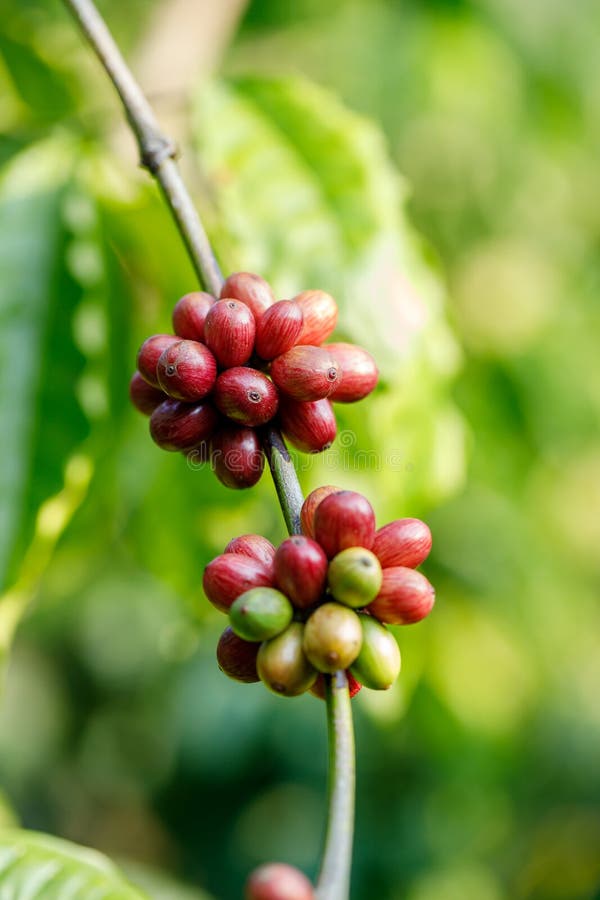 Coffee Beans Ripening, Fresh Coffee,red Berry Branch Stock Photo ...
