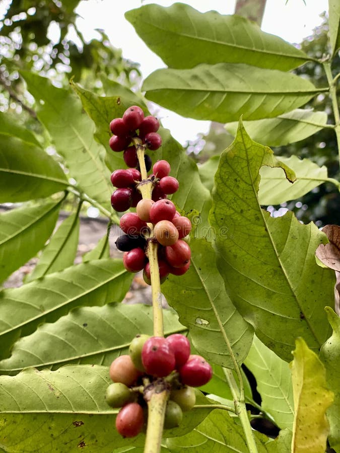 300 Chickpeas Tree Stock Photos - Free & Royalty-Free Stock Photos from ...