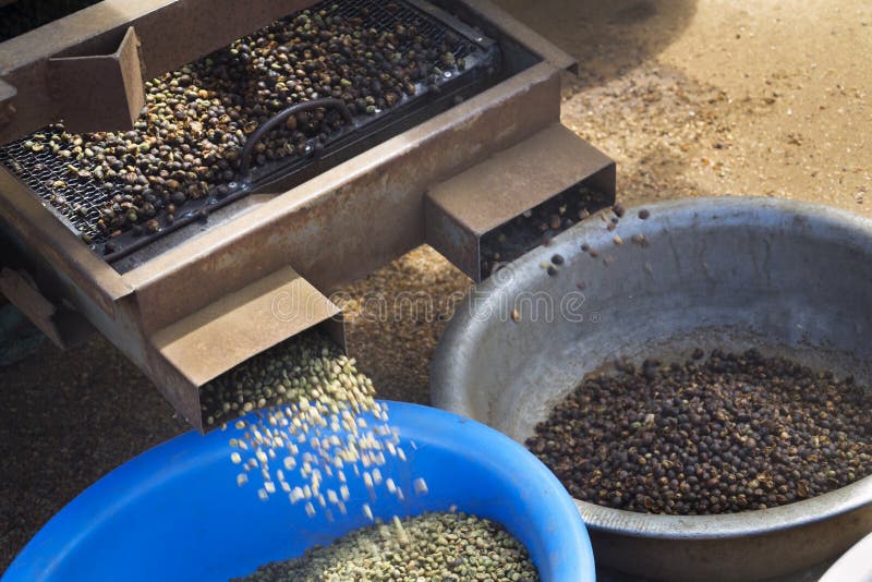 Coffee Beans Sorted by Machine on Vietnam Street Stock Image - Image of ...