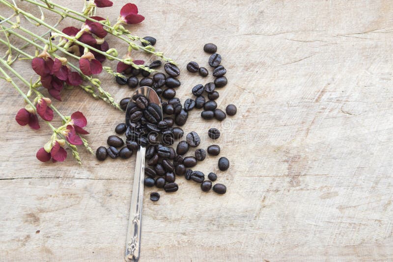 Coffee Beans To Roast Prepare Pulp for Make Coffee Stock Image - Image ...