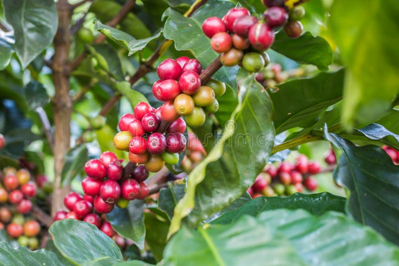 Coffee beans stock image. Image of caffeine, trees, fresh - 62448721