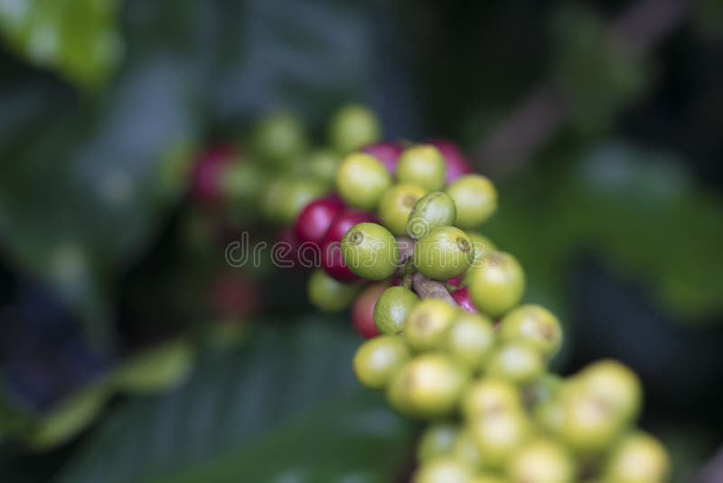 Coffee Beans on Coffee Tree, Branch of a Coffee Tree with Ripe Fruits ...