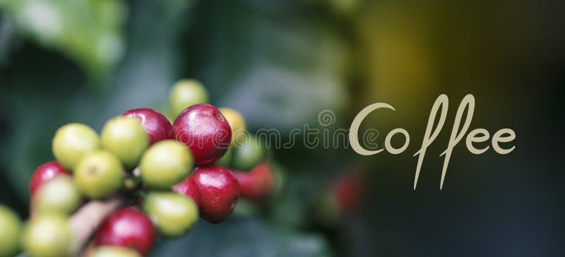 Coffee Beans on Coffee Tree, Branch of a Coffee Tree with Ripe Fruits ...