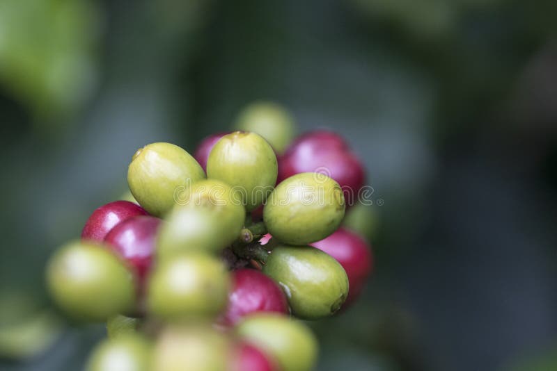 Coffee Beans on Coffee Tree, Branch of a Coffee Tree with Ripe Fruits ...