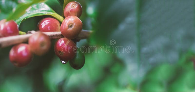 Coffee Beans on Coffee Tree, Branch of a Coffee Tree with Ripe Fruits ...