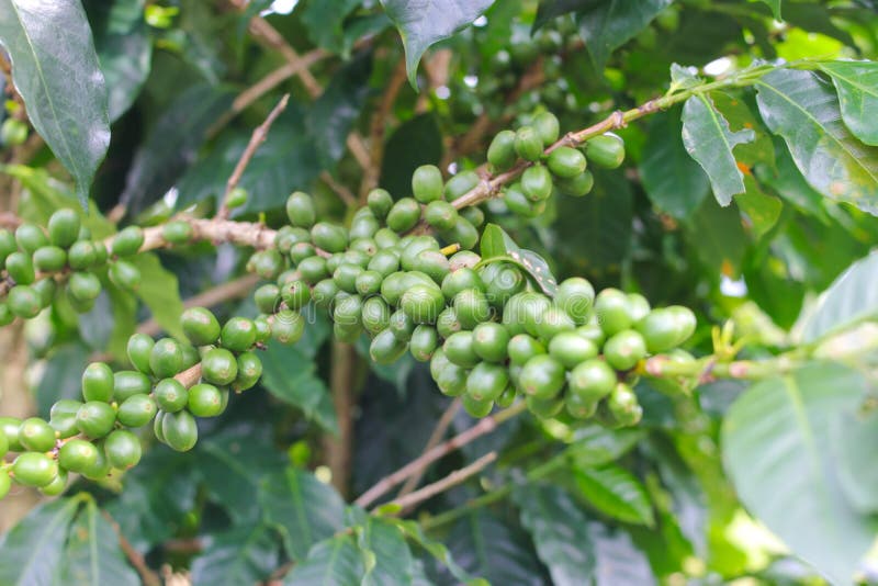 Coffee Beans on Tree Branches in a Coffee Plantation in West Java ...