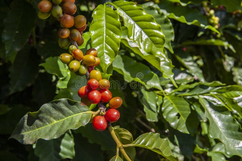 Coffee Beans on Coffee Tree Stock Photo - Image of fruit, arabica ...