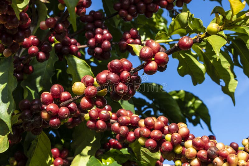 Coffee Beans on Coffee Tree, Stock Image - Image of farmer, berries ...
