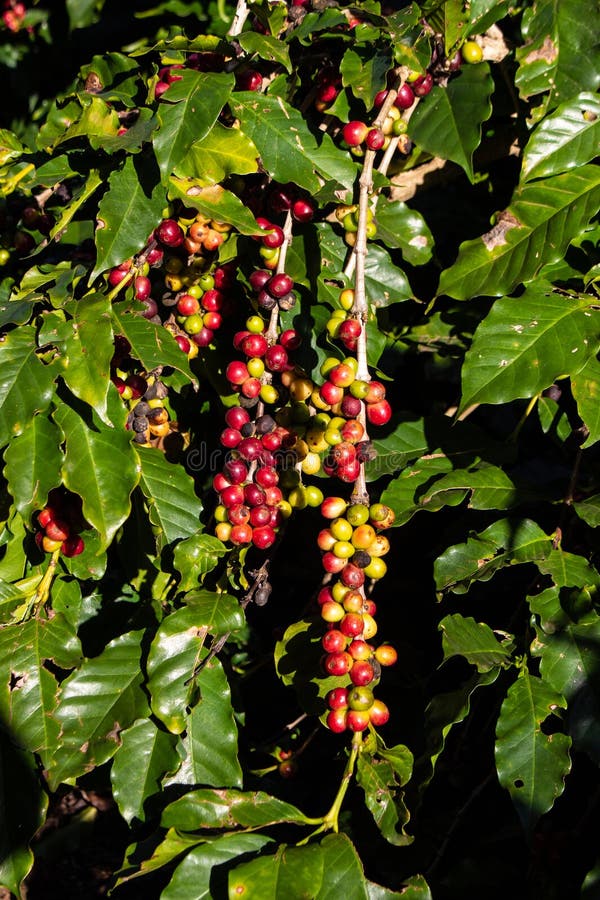 Coffee Beans on Coffee Tree, in Brazil Stock Photo - Image of fruit ...