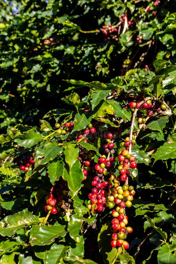 Coffee Beans on Coffee Tree, in Brazil Stock Photo - Image of fruit ...