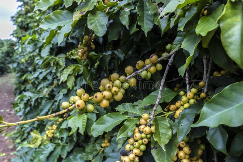 Coffee Beans on Coffee Tree, Stock Image - Image of crop, south: 320080199