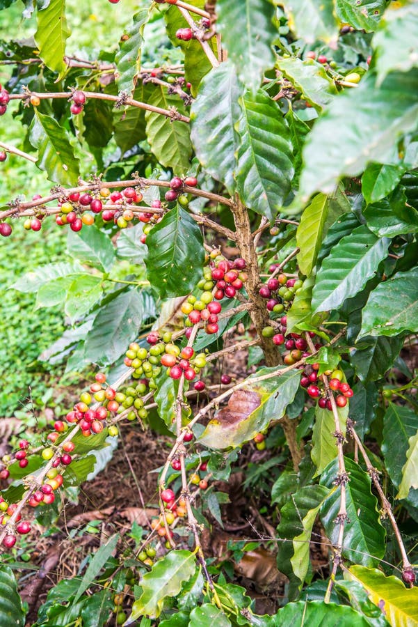 Coffee beans on tree stock image. Image of arabica, caffeine - 173282909
