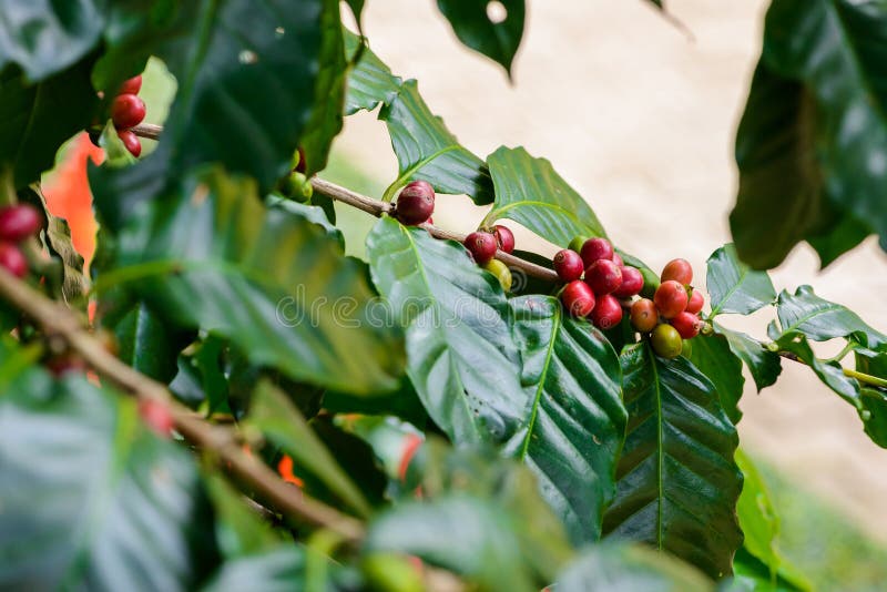 Coffee beans on tree stock image. Image of ecology, berries - 82124897