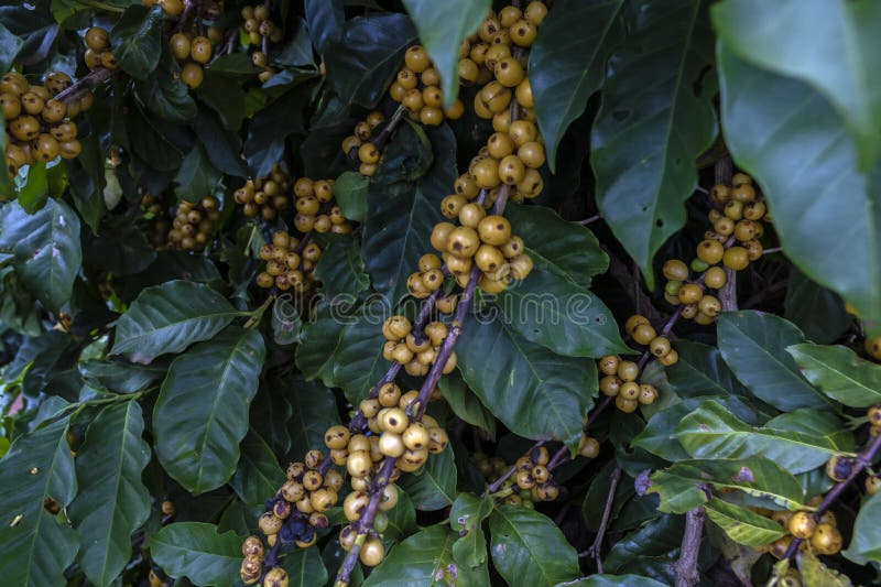 Coffee Beans on Coffee Tree on the Field in Farm Stock Photo - Image of ...