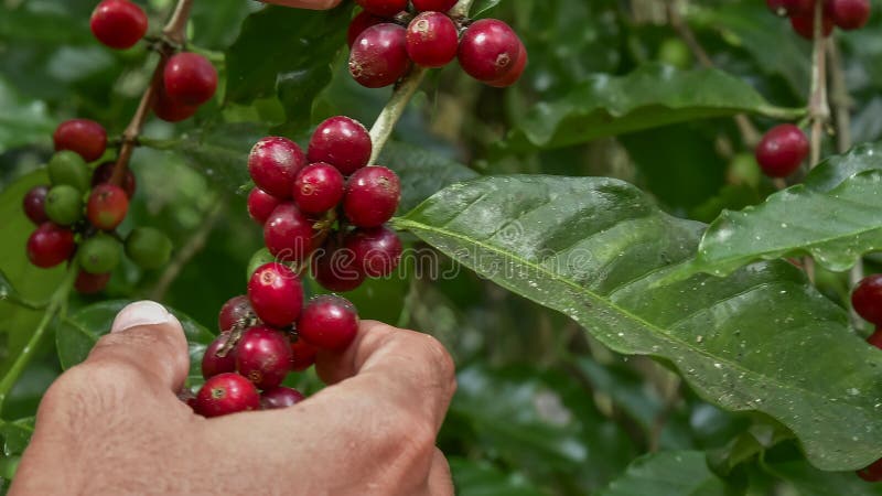 Coffee beans on tree stock photo. Image of growing, caffeine - 146922028