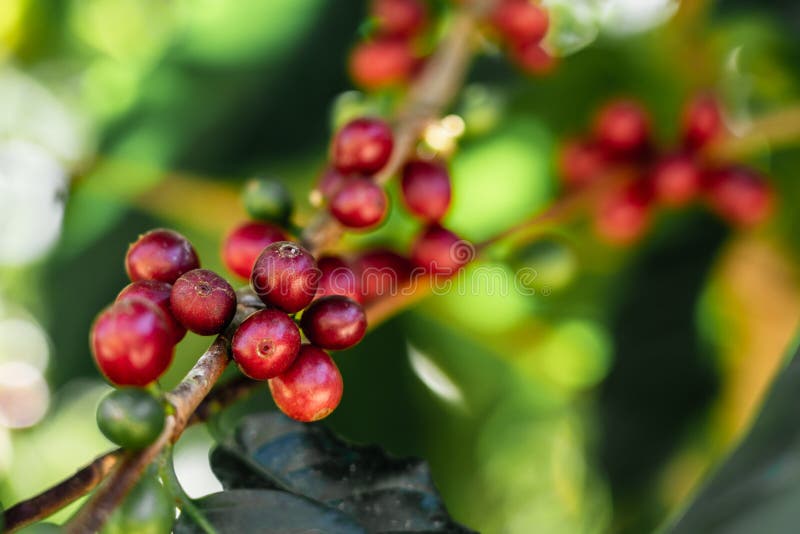 Coffee Beans on Tree at Mountain in Farm Northern Thailand Stock Photo ...