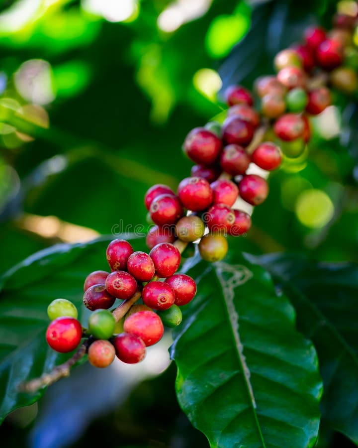 Coffee Beans on Tree at the Mountain in Farm. Stock Image - Image of ...