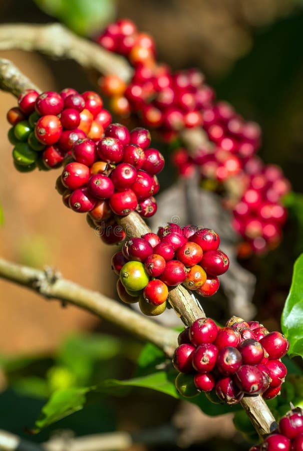 Coffee beans on a tree stock photo. Image of ecology - 31049902
