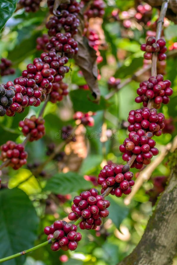 Coffee beans on a tree stock photo. Image of closeup - 31506090