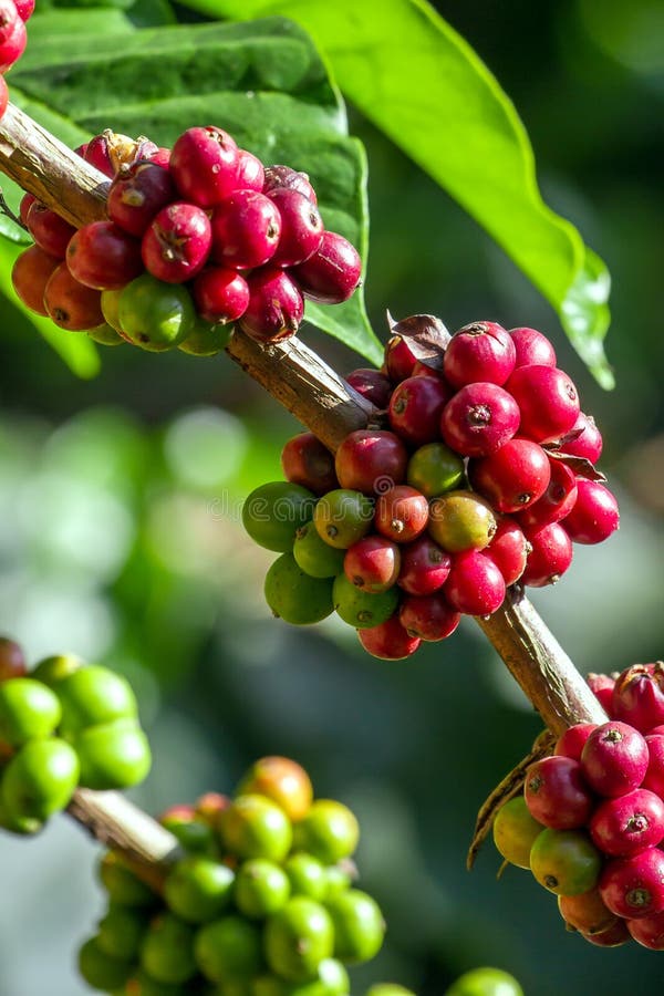 Coffee beans on a tree stock image. Image of arabica - 31662301