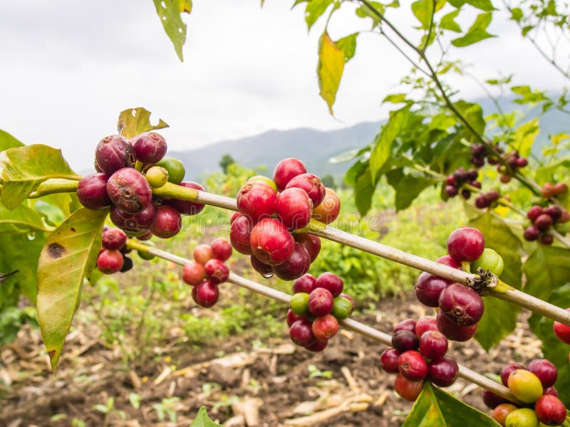 Coffee beans on tree stock photo. Image of green, caffeine - 67990962