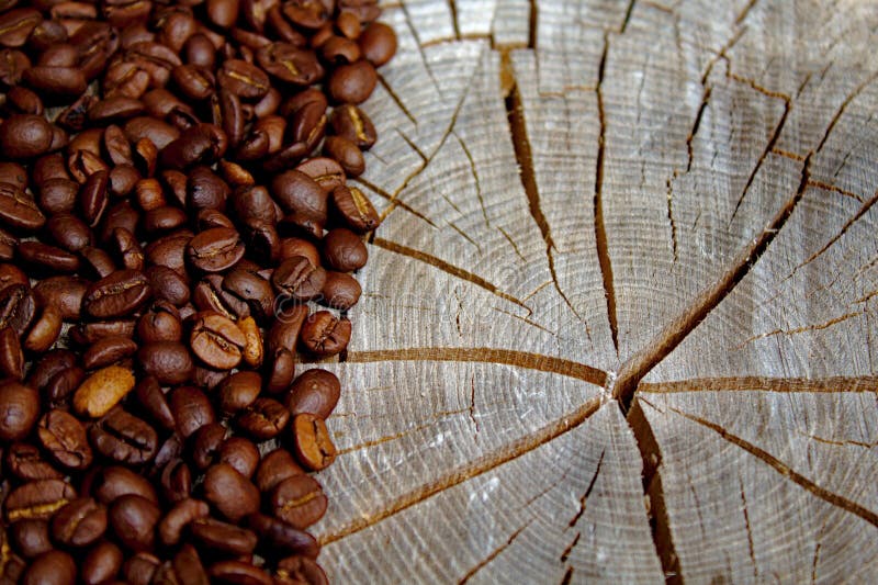 Brown tree bark stock photo. Image of surface, material - 243222878