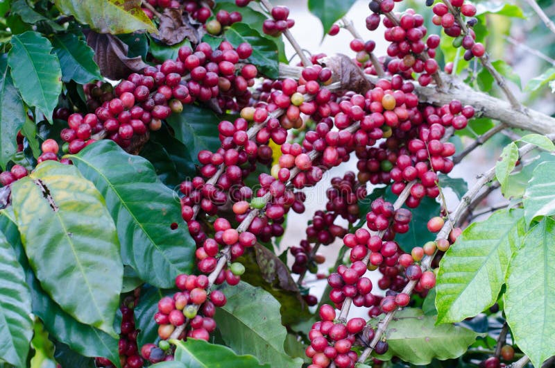 Coffee beans on trees stock image. Image of garden, thailand - 46089225 Coffee beans on trees stock image. Image of garden, thailand - 46089225