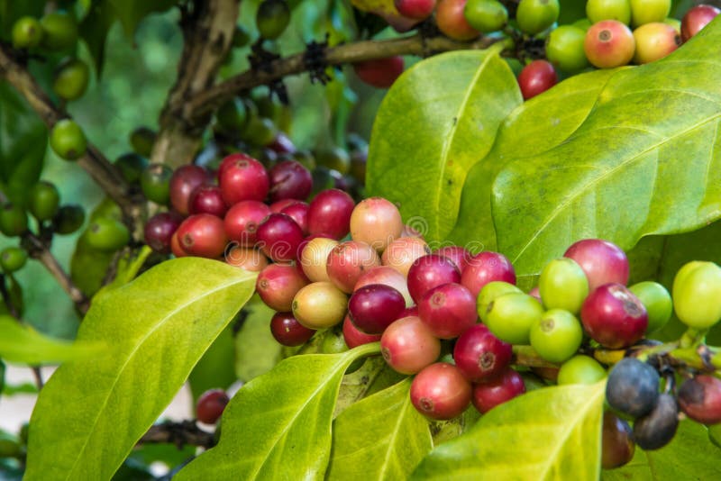 Coffee beans on trees stock image. Image of leaf, branch - 88610043