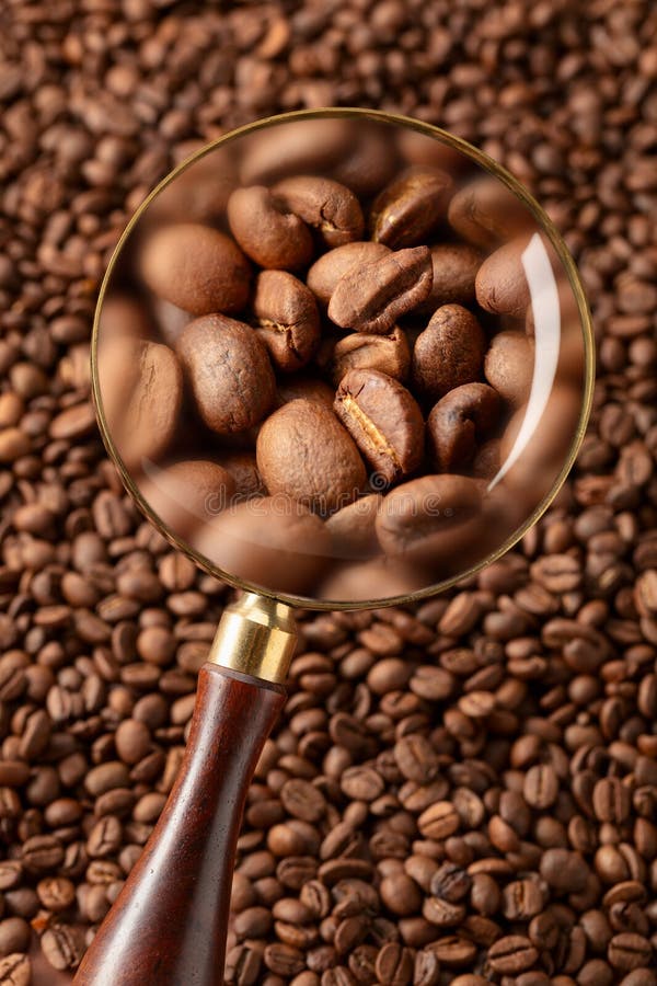 Coffee Beans Under a Magnifying Glass Stock Photo - Image of seed ...