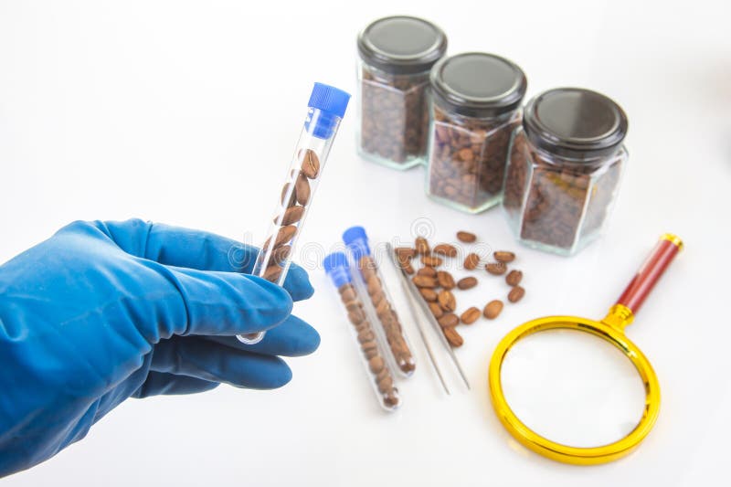 Coffee Beans Undergo Lab Testing As a Gloved Hand Holds Test Tubes ...