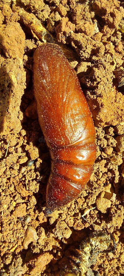 Possible Metamorphosis Stage Stock Photos - Free & Royalty-Free Stock ...