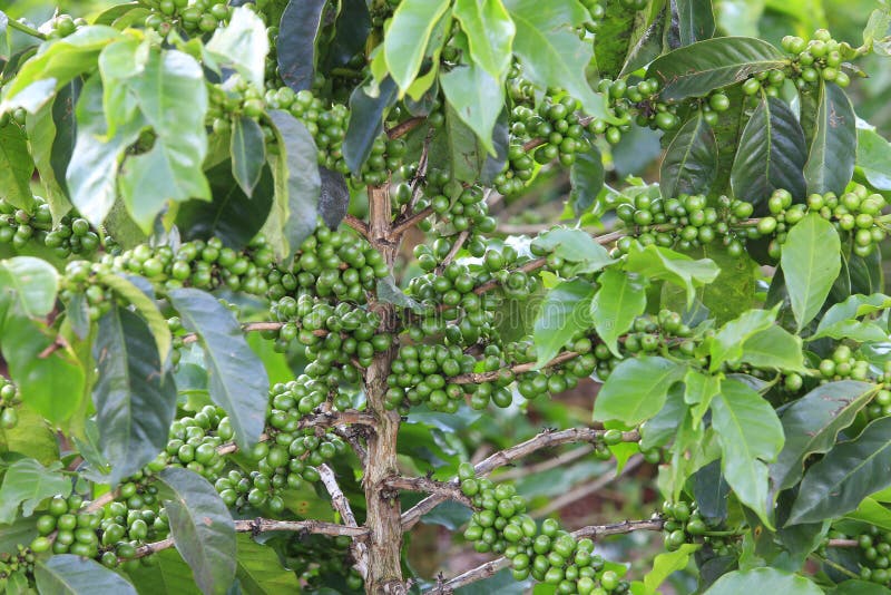 Coffee been on tree stock photo. Image of field, coffee - 71389862