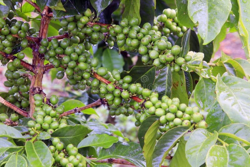 Coffee been on tree stock image. Image of green, manure - 71390353