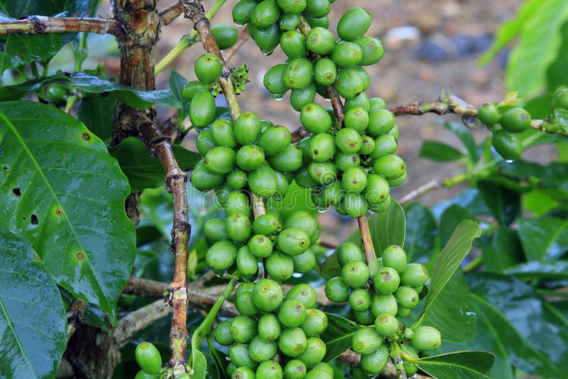 Coffee been on tree stock photo. Image of leave, harvest - 71390368