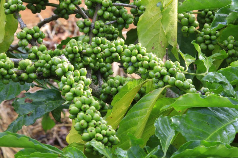 Coffee been on tree stock image. Image of agriculture - 71390517